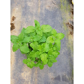 Mua Bạc Hà Chanh Sả (Lemon Balm) - Chậu Rau Gia Vị +Tặng 02 cây nhót ngọt