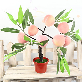 Mua Cây Cảnh Trang Trí Fruit Trees