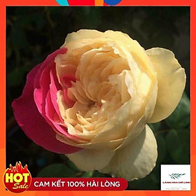 Mua chậu cây Hoa hồng Temptress Moon rose size to – Rực rỡ, độc đáo đầy ...