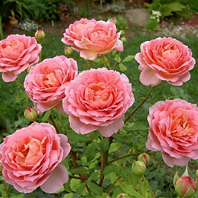 Mua Hoa hồng bụi julibee celebration rose