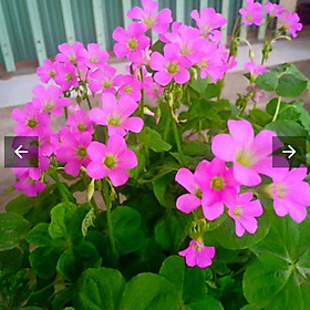 Mua Cây Chua Me Đất (cây me chua đất)