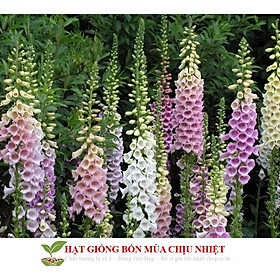 Mua Hạt Giống Hoa Mai Địa Hoàng - 10 Hạt ĐẾN MÙA TRỒNG TẾT