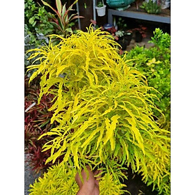 Mua Đinh lăng vàng - polyscias fruticosa harms, cây ưa nắng