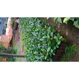 Mua CÂY GIỐNG CÀ PHÊ MÍT.