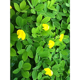 Mua combo 10 khóm Cây cỏ Lạc (cỏ đậu phộng, cỏ lạc tiên ) làm hoa thảm ...