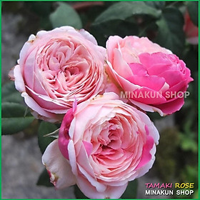 Mua Hoa hồng ngoại Tamaki Rose cực đẹp