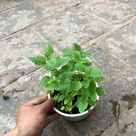 Mua Bạc hà chanh sả Lamon Balm cây gia vị âu (ảnh thật) -Không giao dc ...