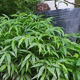 Mua Cây thủy sinh cỏ lá tre, tre nước, trúc nước- 1 khóm cây giống