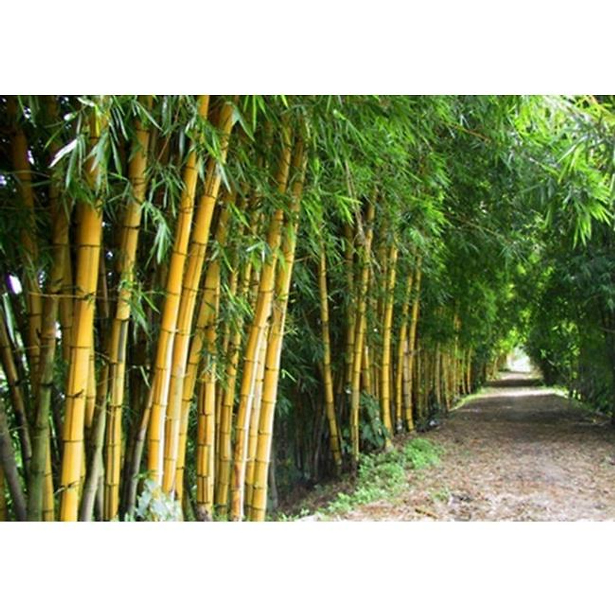 Mua cây trúc vàng, trúc vàng sọc xanh giống - cây giống tách khóm gốc ...