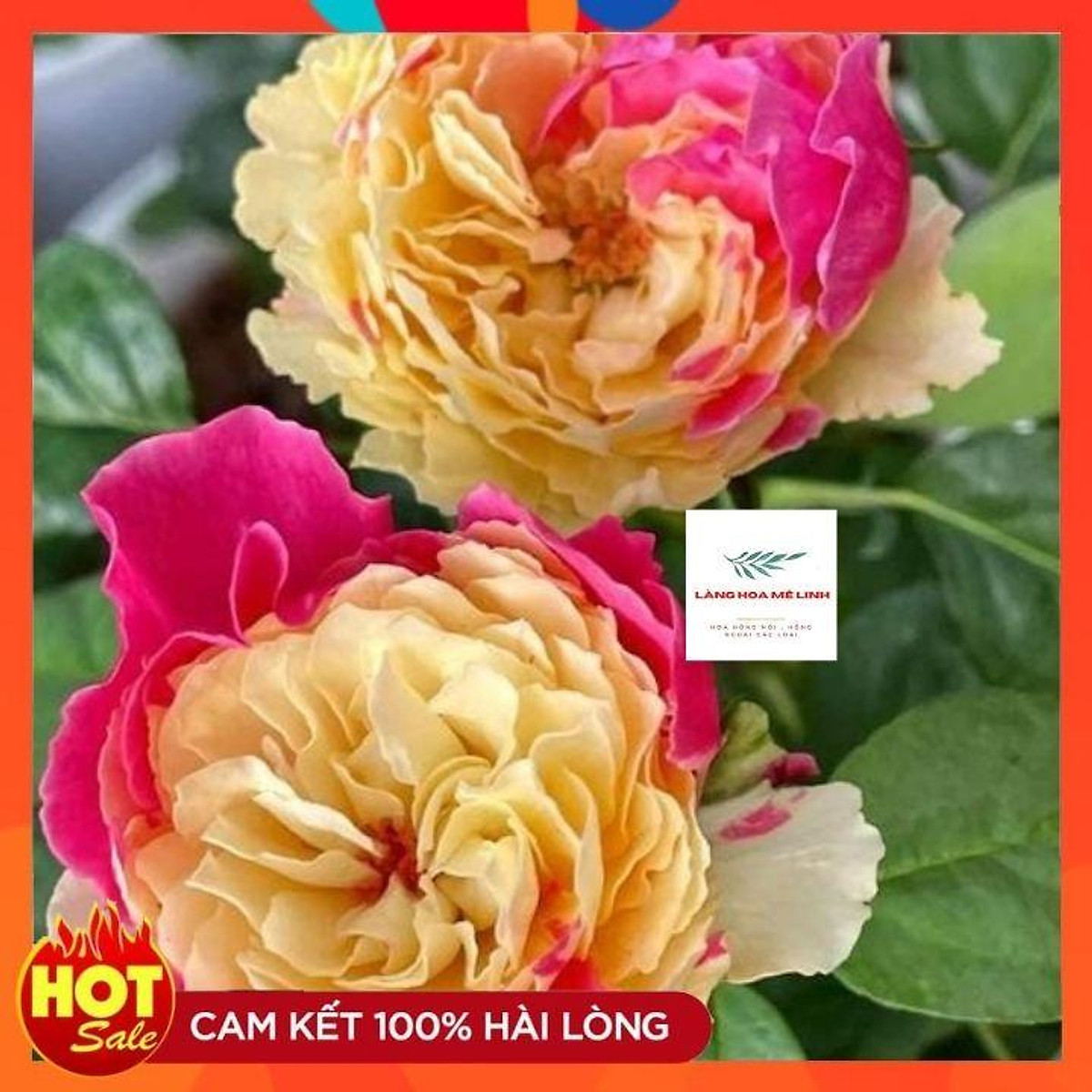 Hoa hồng ngoại Temptress Moon rose – Rực rỡ, độc đáo đầy cuốn hút- cây ...