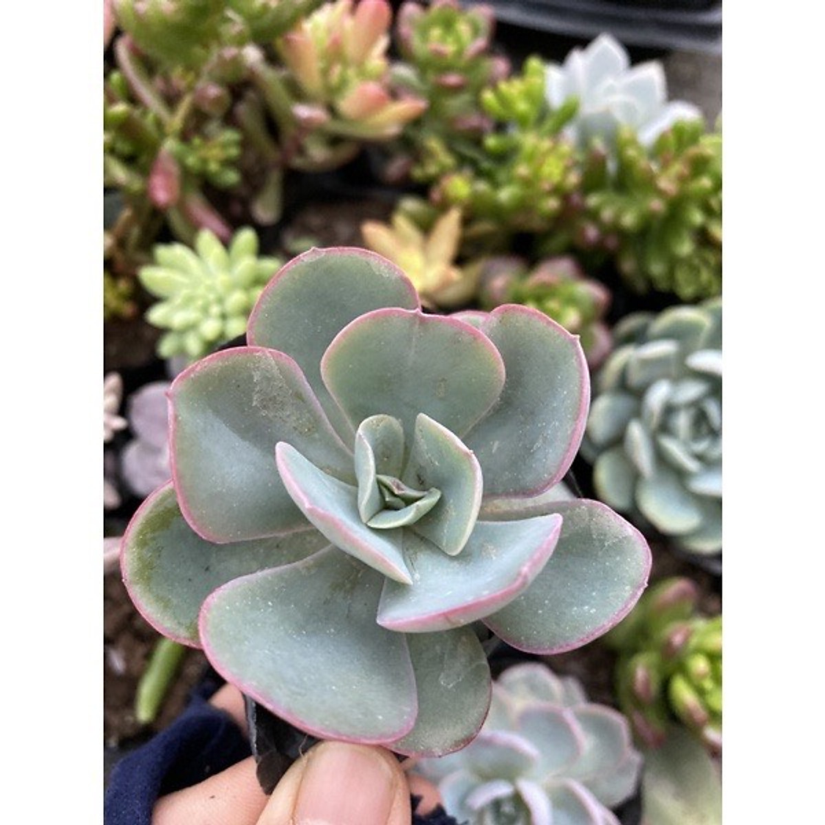 Mua CÂY SEN ĐÁ BÈO XANH-HÀNG SẴN