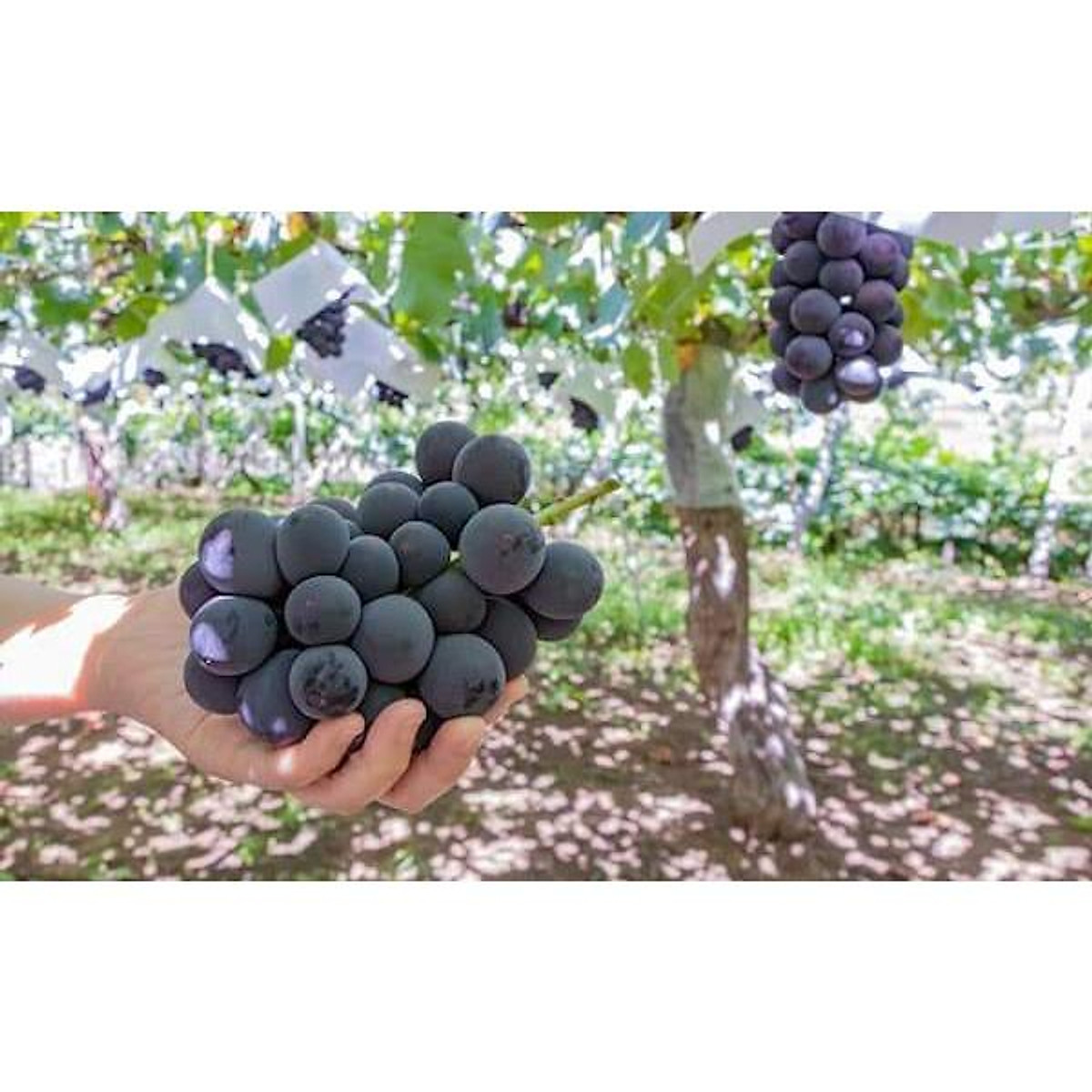 Mua Cây Giống Nho đen Kyoho Nhật Bản (CÂY GHÉP MAU TRÁI) tại BAN MÊ ...