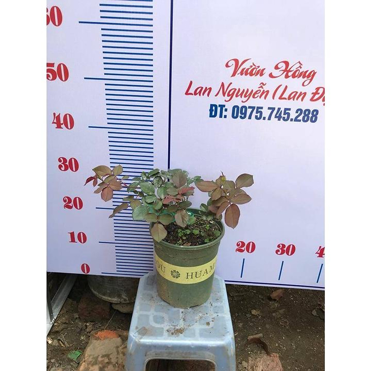 Mua Hoa hồng ngoại Utsusemi thân tre,gỗ Siêu Thơm,Nhiều Hoa - Tree Lùn ...