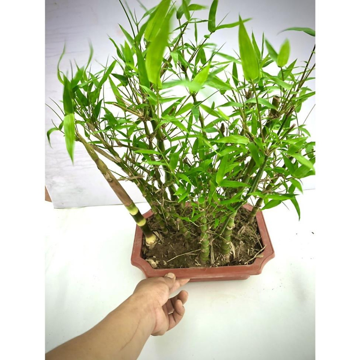 Cây trúc đùi gà -trúc quan âm - Cây tre kiểng mini - Cây tre đùi ếch ...