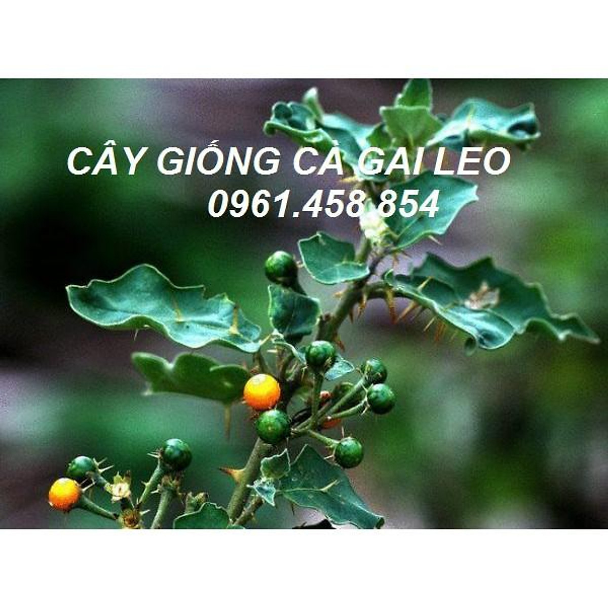 Mua Combo 10 CÂy GiỐng CÀ Gai Leo 99k Tại Cây Giống Thế Kỷ