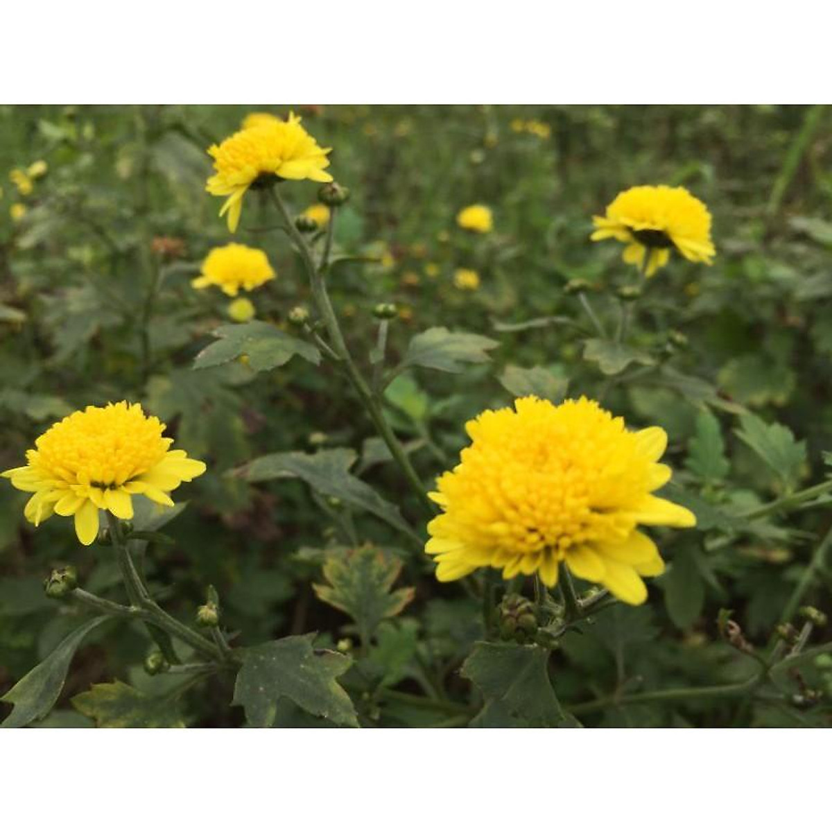 Hạt giống hoa tiểu kim cúc vàng gói 1gr (cúc mini vàng) - Hạt giống