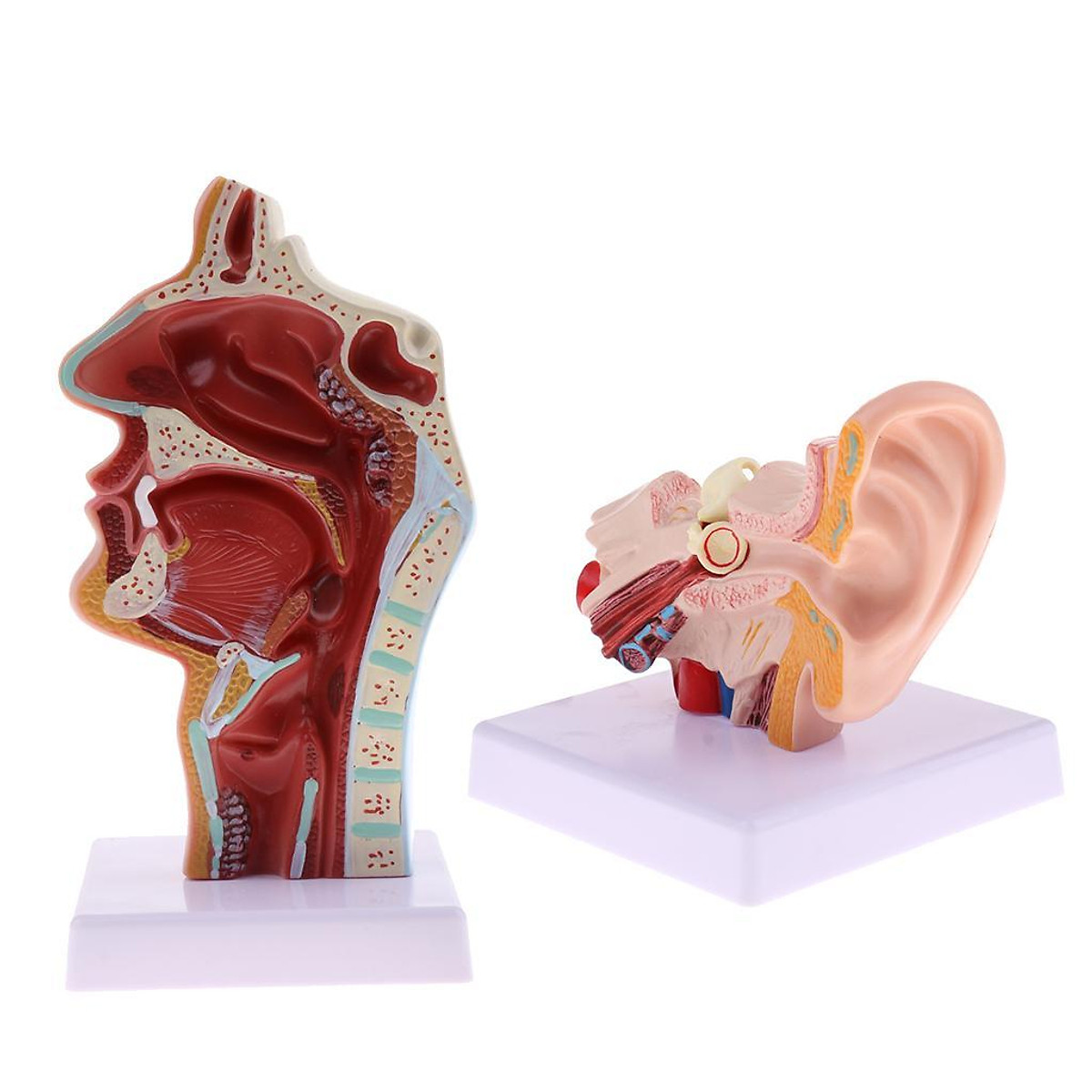 2 Pieces of PVC Human Pathology Anatomical Organ Model, Ear & Nasal ...