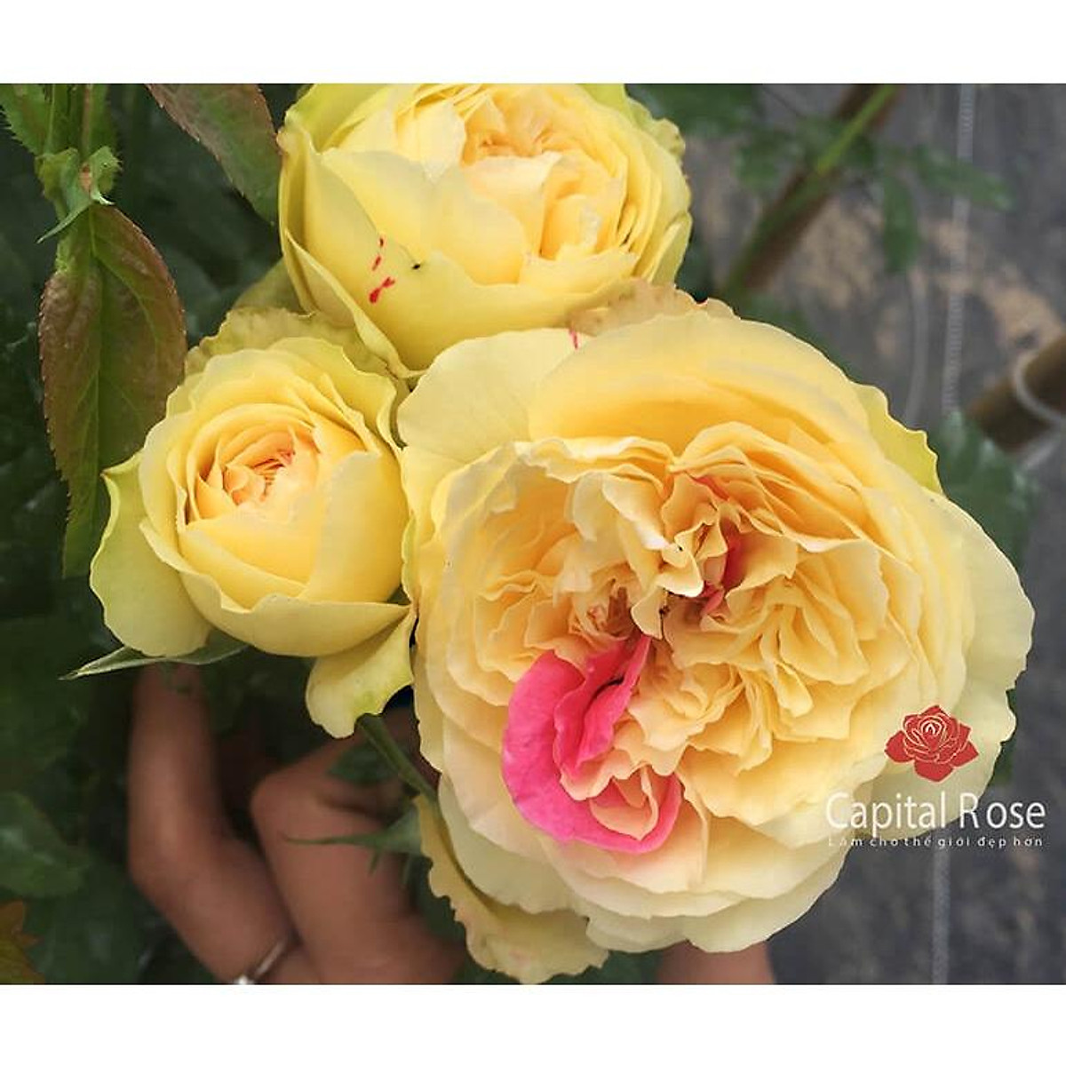 Hoa hồng ngoại Temptress Moon rose – Rực rỡ, độc đáo đầy cuốn hút- cây ...