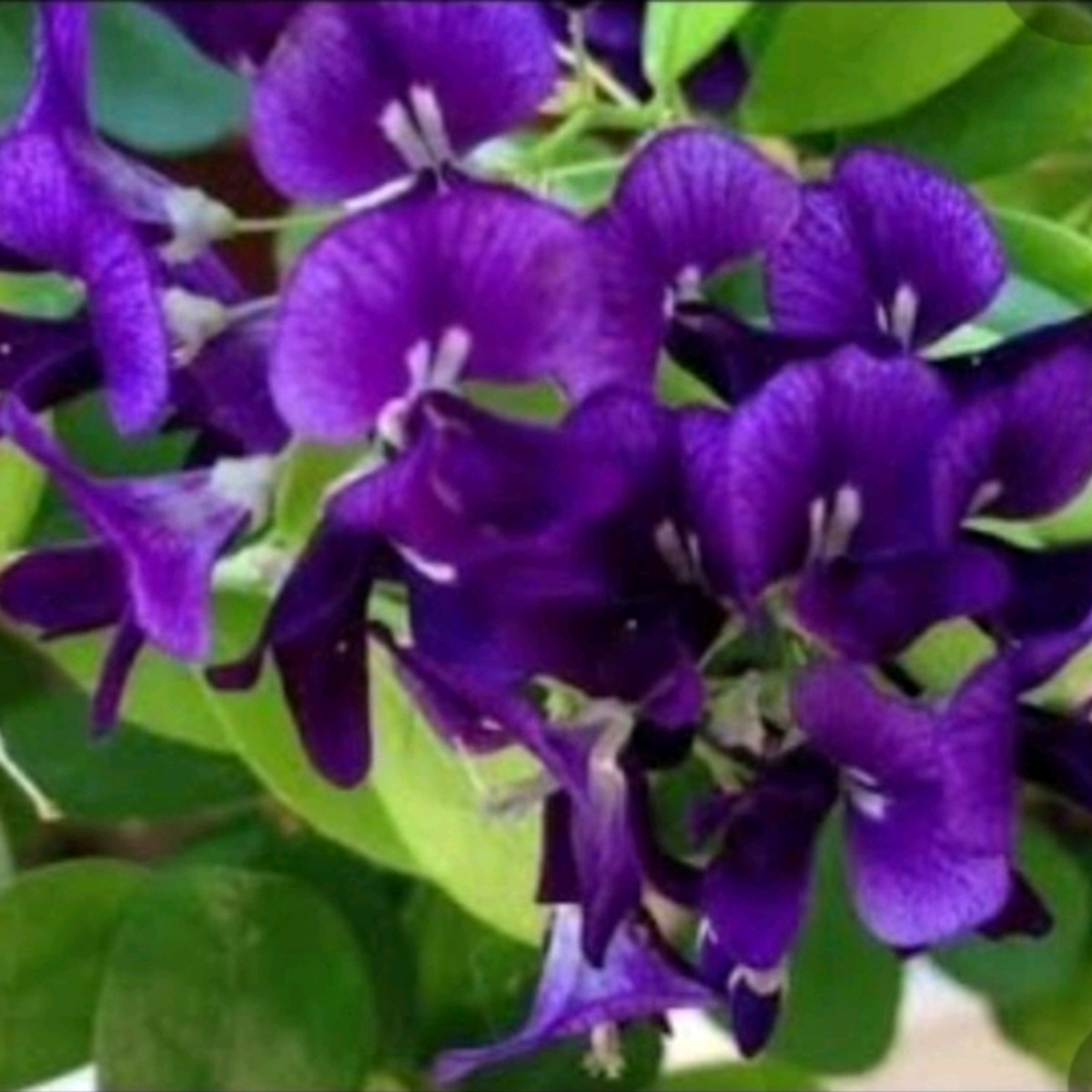 Mua Cây linh sam màu tím than, hoa thơm và nở quanh năm tại Anhquynh2009