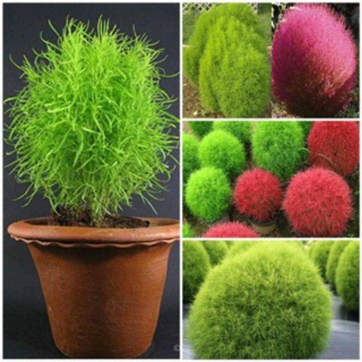 Mua Hạt Giống Cỏ Đổi Màu - 50 hạt