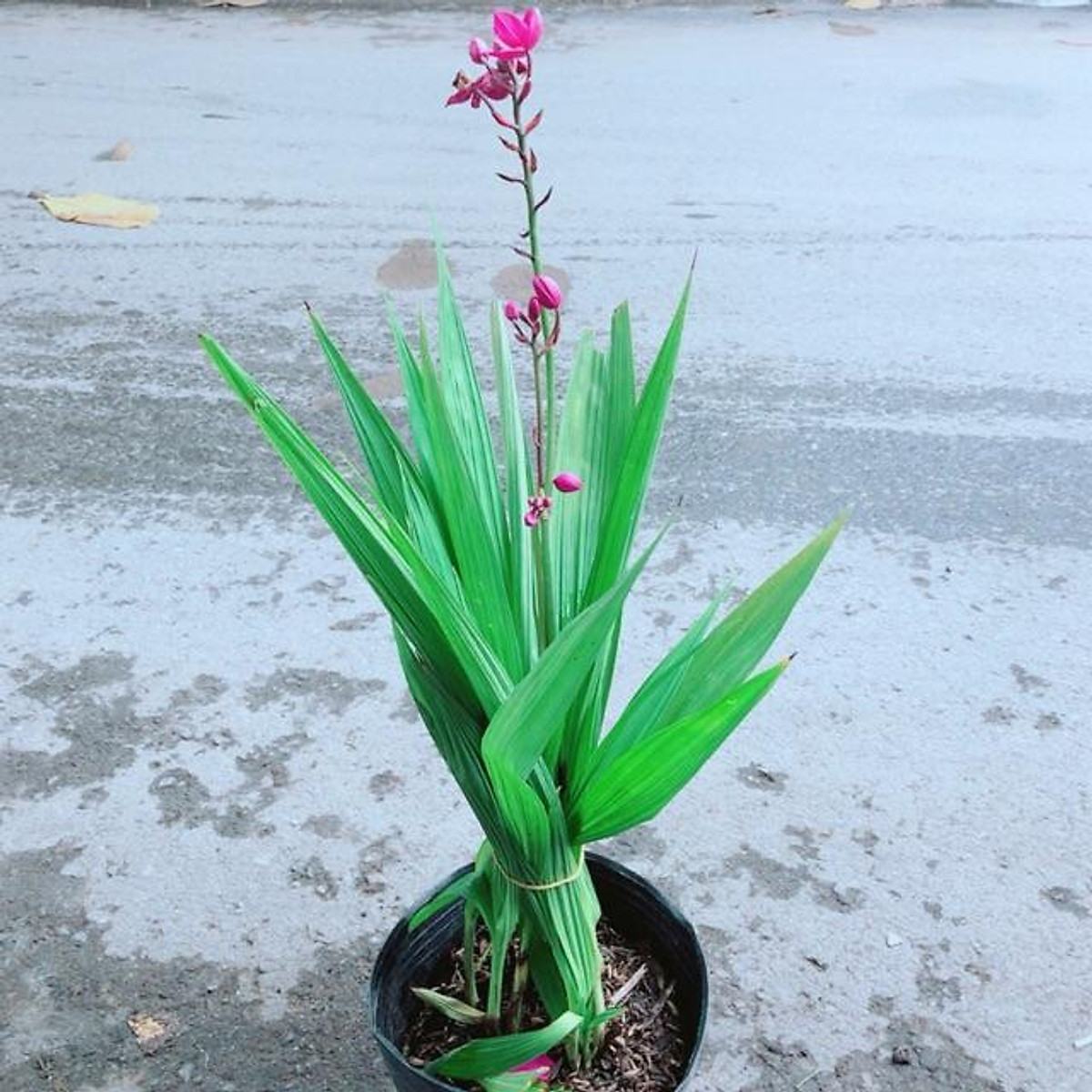 Cây Lan Đất Có Hoa Màu Tím | Tiki