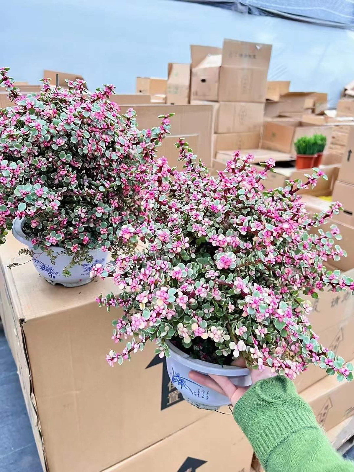 Mua Cây dola siêu đẹp tại BÉ ĐI SHOPPING