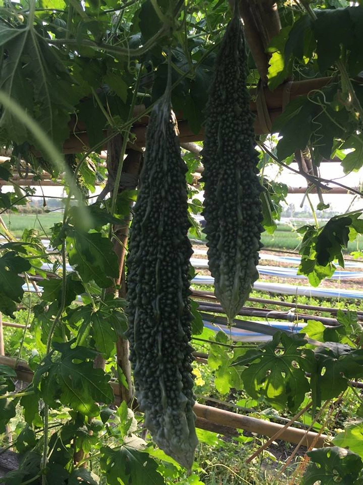 Hạt Giống Khổ Qua Trái Xanh (2gr) - Hạt giống