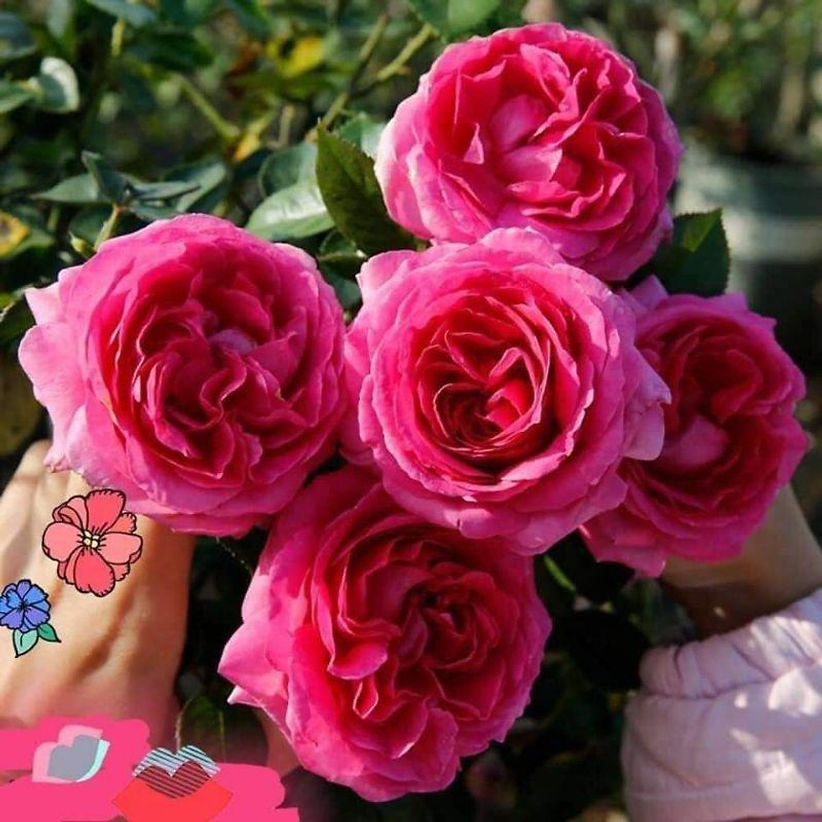 Mua Hoa Hồng Lafont (Bernadette Lafont rose) hoa thơm, khoẻ tại Shop ...