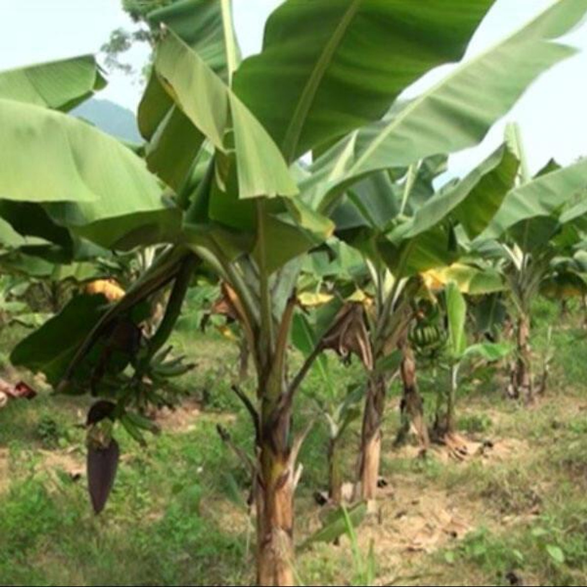 Mua Cây Chuối Tiêu Hồng, cây chuối cấy mô F1, quả thơm ngon, hiệu quả ...