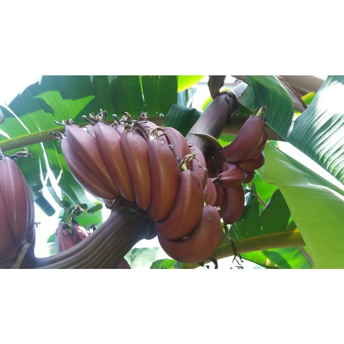 Mua CÂY GIỐNG CHUỐI TÍM SIÊU SỚM . tại CÂY GIỐNG 3 MIỀN STORE