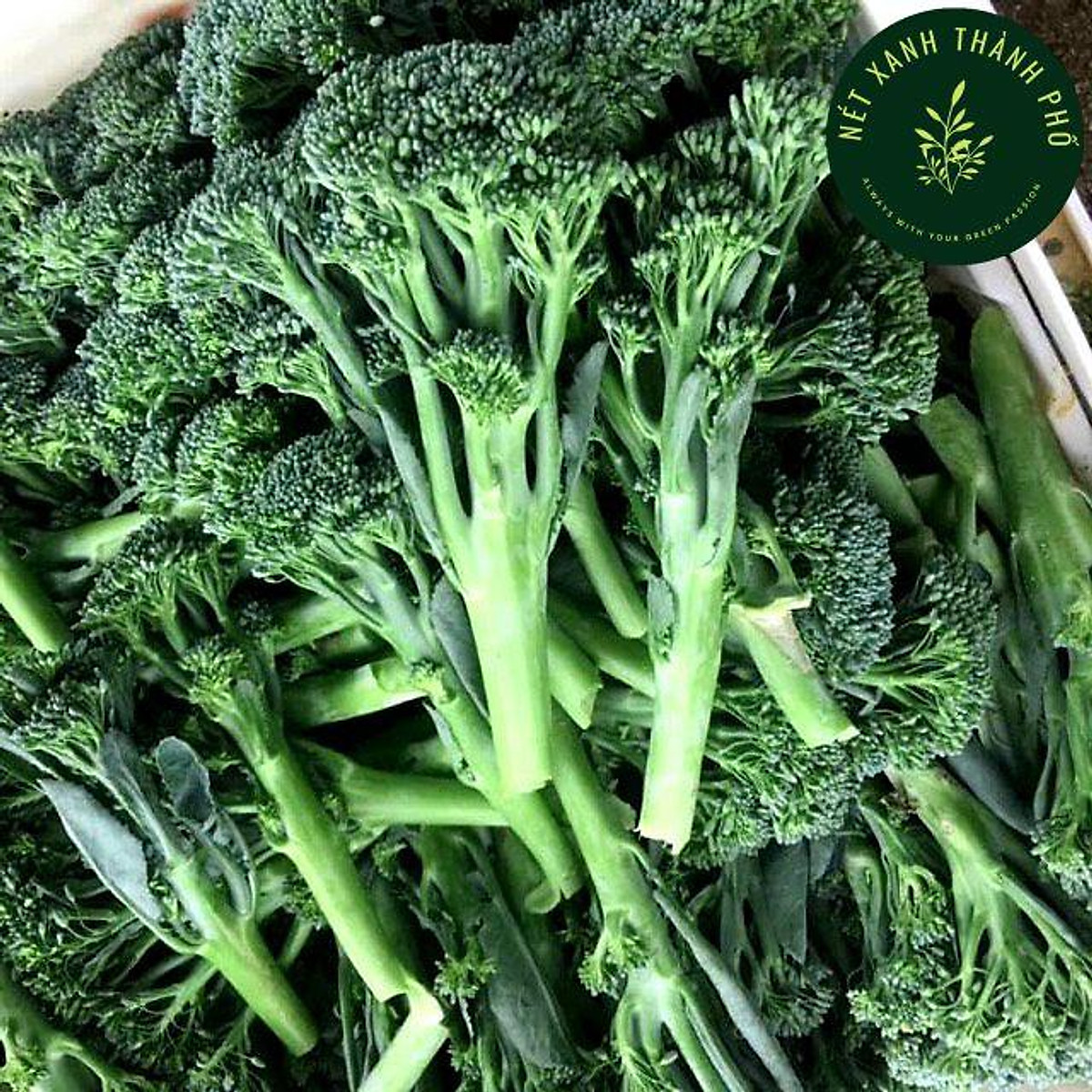 Mua Hạt giống Súp Lơ Xanh Baby ( Bông Cải Xanh baby) 0.5gr tại KoyShop