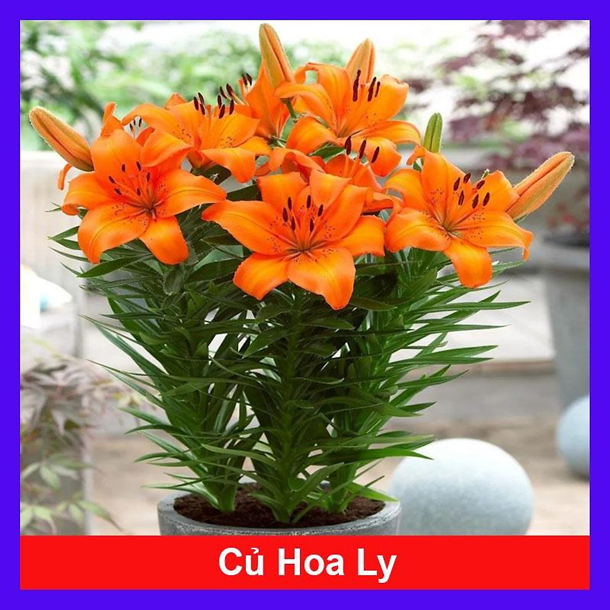 Mua Củ Hoa Ly lùn (Màu Cam) - Hoa Lily - cây cảnh để bàn