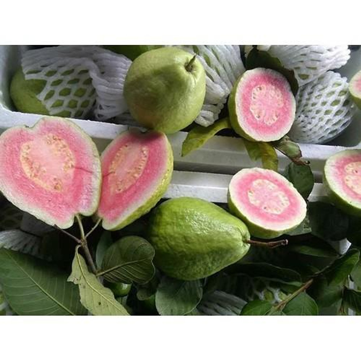 Mua Cây giống ỔI Ruby ruột đỏ thơm ngon tại Nông Dân Việt