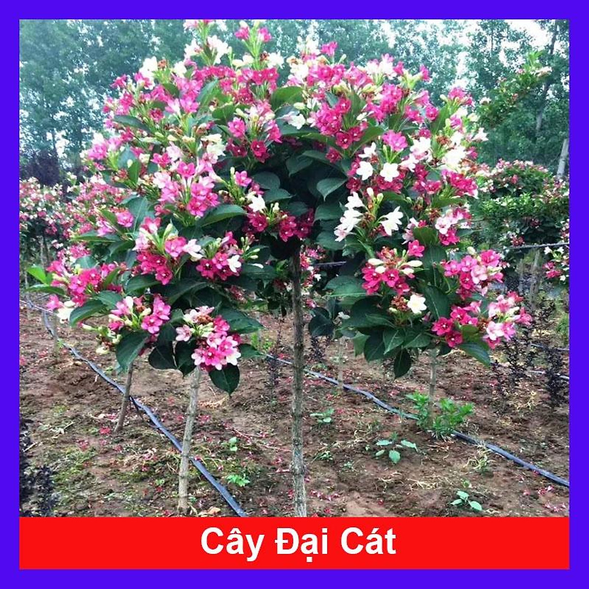 Cây Hoa Đại Cát - cây cảnh đẹp + tặng phân bón cho cây - Cây cảnh
