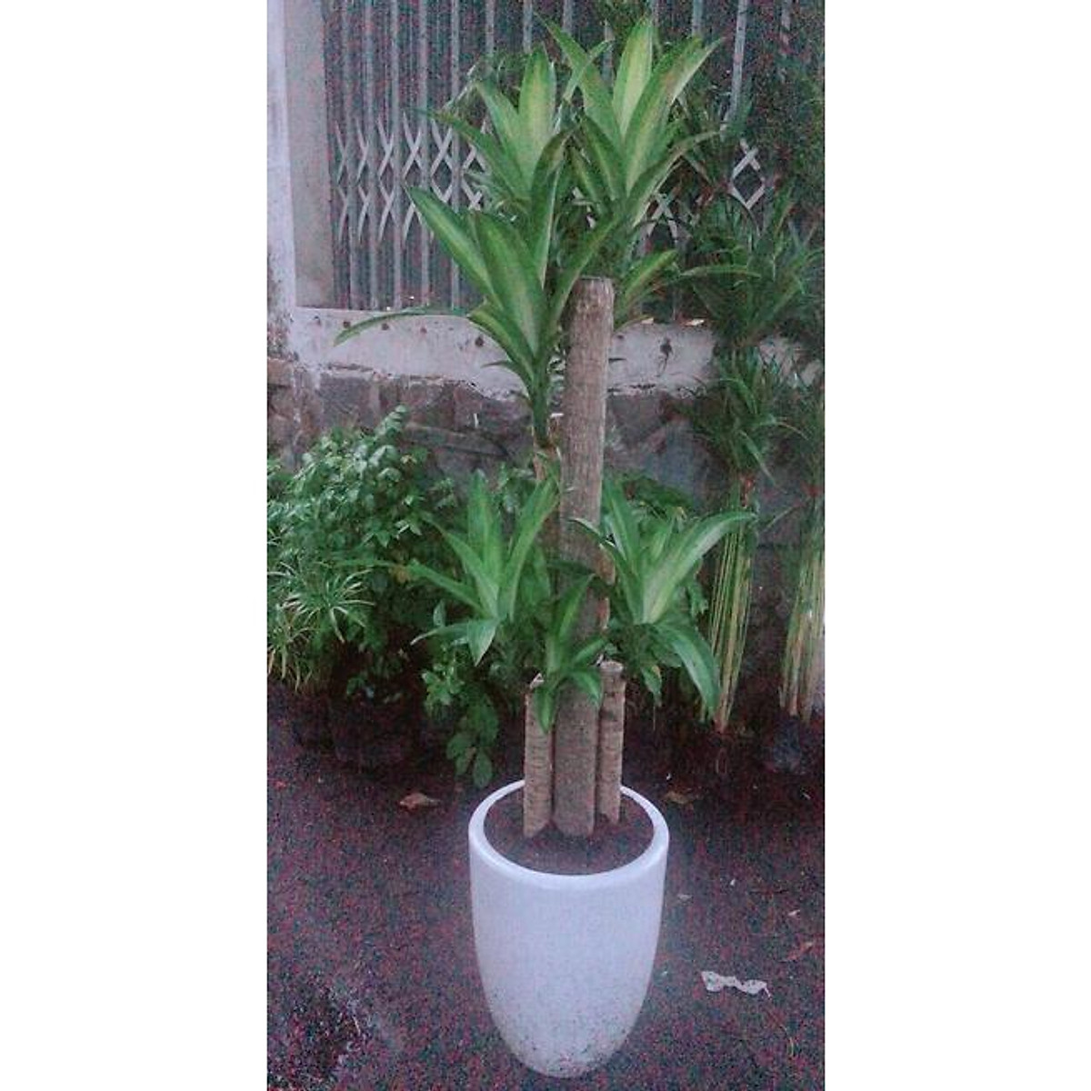 Mua Chậu Cây Phát Tài (Thiết Mộc Lan) Cao 1m5 tại Vườn Cây Cảnh AnNhiên