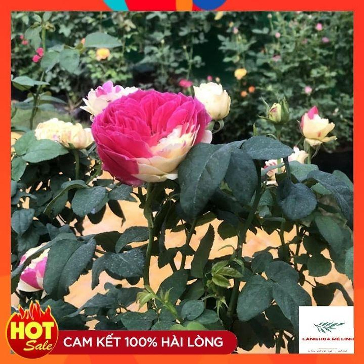 Hoa hồng ngoại Temptress Moon rose – Rực rỡ, độc đáo đầy cuốn hút- cây ...