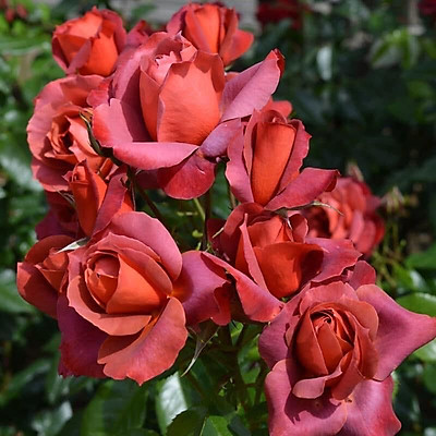 Hot Cocoa Rose Bush