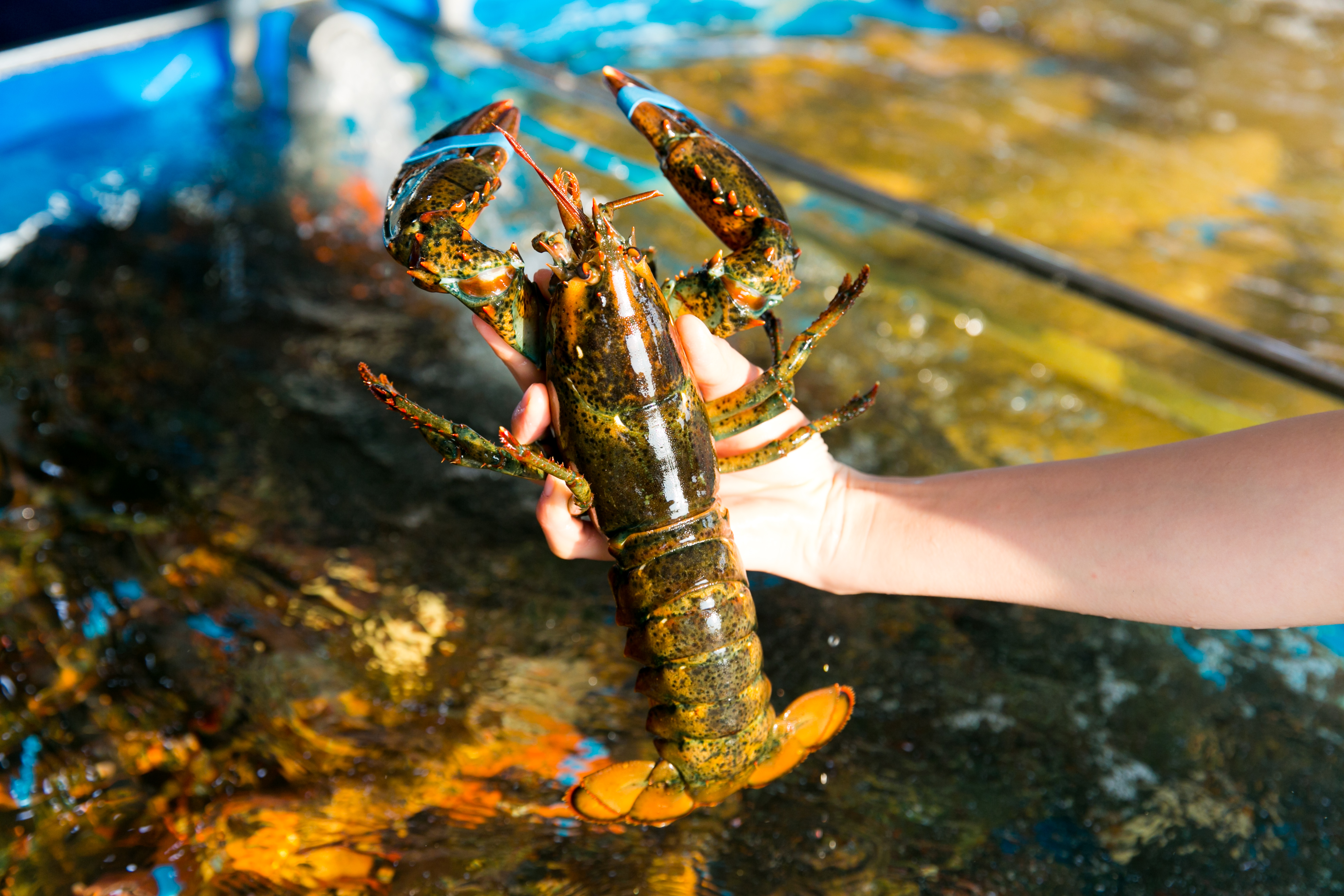 TÔM HÙM ALASKA SIZE BABY (CON 500G) | HẢI SẢN HOÀNG GIA | Tiki